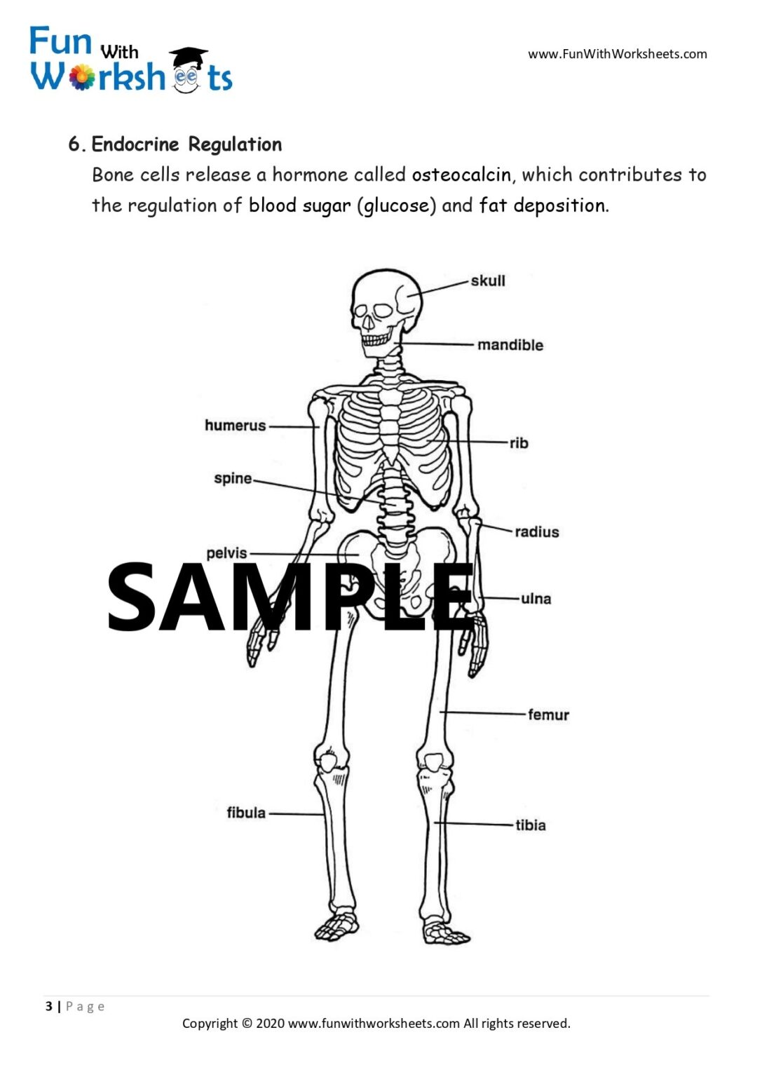 Skeleton Anatomy Activity | Moving Skeleton Craft | Instant Download PDF